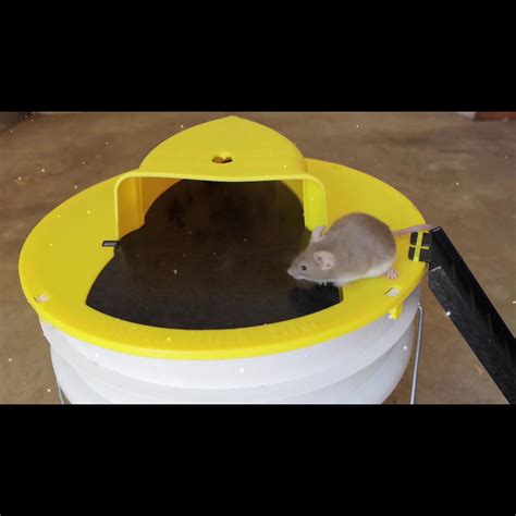 RinneTraps Flip N Slide Mouse Trap USA
