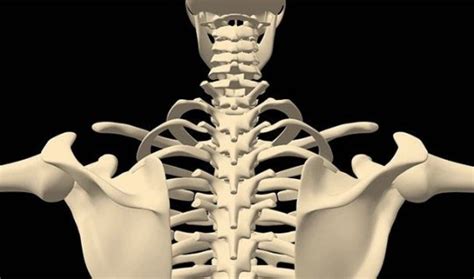 25 უჩვეულო ფაქტი ადამიანის სხეულის შესახებ