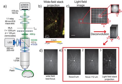 Light Field Microscopy Enables Simultaneous Focusing On Axially