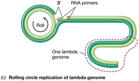 Prokaryotic Sex And Gene Transfer Flashcards Quizlet