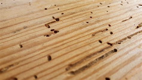 8 Signs Of Termites In Wood Furniture And How To Eliminate Them