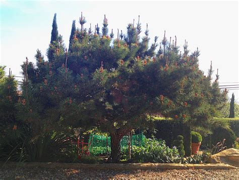 Aesthetic Pruning Aesthetic Pruners Association Aesthetic Pruning Aesthetic Pruners Association