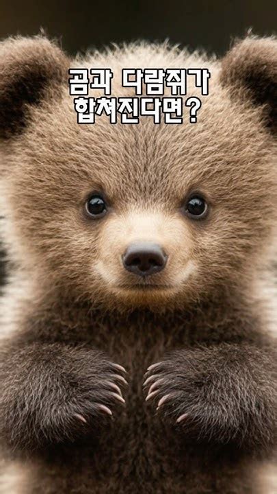 곰과 다람쥐가 합쳐진다면 🐻x🐿️ Youtube
