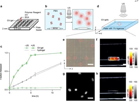 Ultrasound Controlled Drug Delivery By Acoustically Switchable Hydrogels