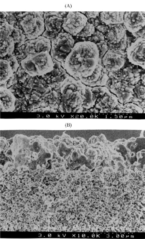 Sem Micrographs Of The Top Surface A And Cross Section B Of Sample