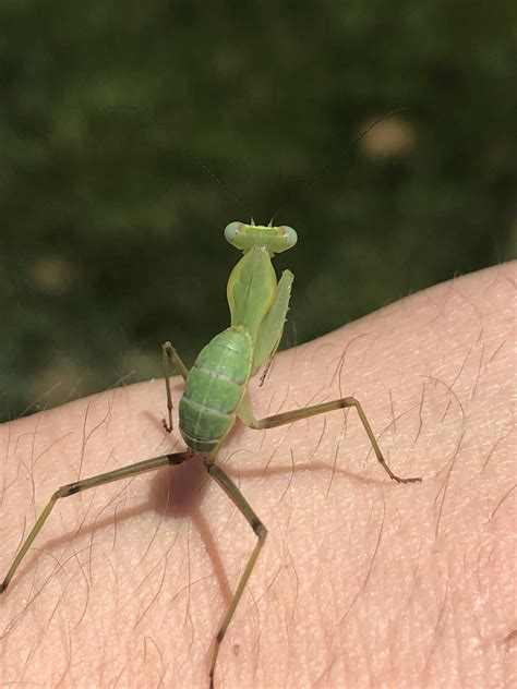 Giant African Mantis Sex Rmantids