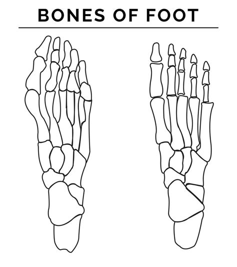 Bones Of Foot Vector Illustration 22089924 Vector Art At Vecteezy