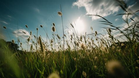 잔디 배경 그림 풀밭 잔디밭 녹색 식물 배경 일러스트 및 사진 무료 다운로드 Pngtree