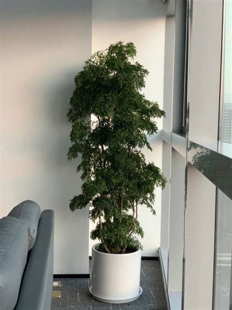 揭秘窗台摆放这些植物竟成风水大忌