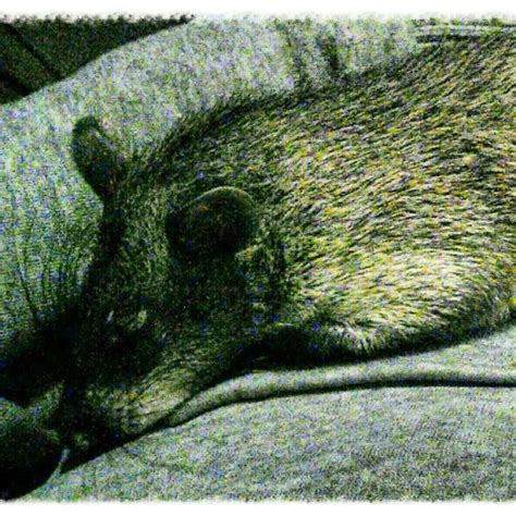 Gambian Pouched Rats