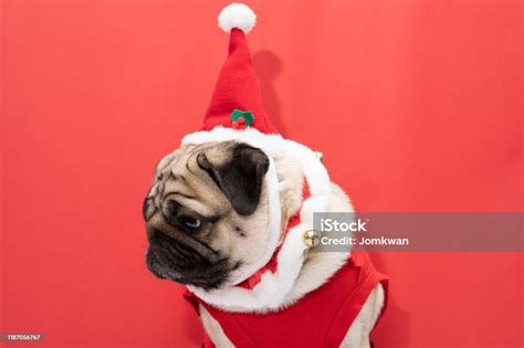 빨간 배경 크리스마스와 새해 개념에 소유자와 함께 축하 할 준비가 크리스마스 날에 산타 모자와 산타 의상을 입고 사랑스러운 퍼그