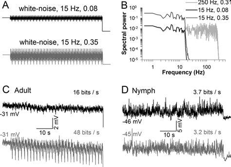 Structure Of White Noise Stimulus And Information Rate A The Download Scientific Diagram