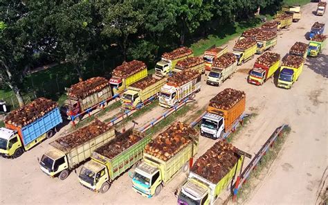 Kontribusi Ke Pdb Besar Hilirisasi Industri Sawit Perlu Digeber