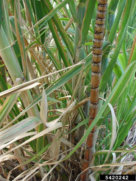 Saccharum Officinarum Seeds Сахарный тростник семена Sáccharum