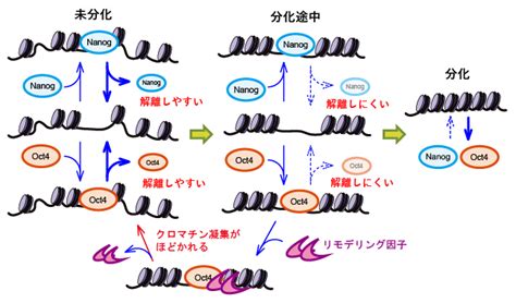 生きたes細胞で転写因子の機能を分子精度で定量～分化多能性を維持する新機構を発見、再生医療への応用が期待～ テック・アイ生命科学