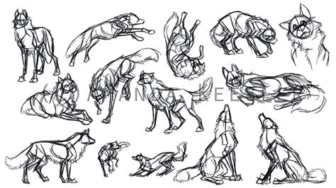 Master Drawing Wolf Poses Step By Step Guide For Artists