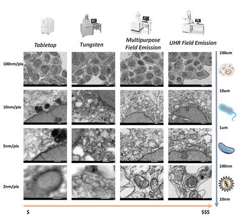 Choosing The Right Scanning Electron Microscope For Your Laboratory