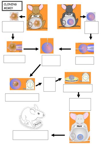 Ks3 Cloning Full Lesson Teaching Resources