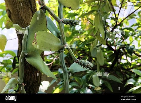 Vanilla Imperialis Fotos Und Bildmaterial In Hoher Auflösung Alamy