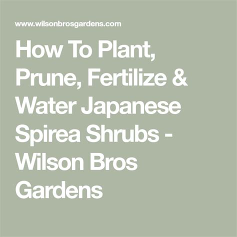 How To Plant Prune Fertilize And Water Japanese Spirea Shrubs Wilson