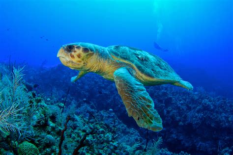Migrating Turtles Use The Earths Magnetic Field To Find Home