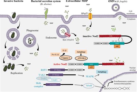 Nod2 The Intestinal Gate Keeper Pmc