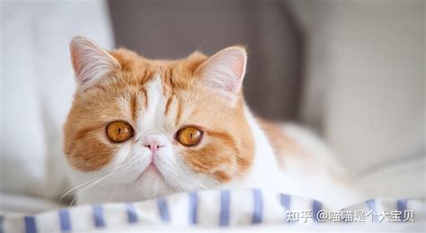 这四种猫妥妥的白眼狼不懂感恩还特别凶 知乎