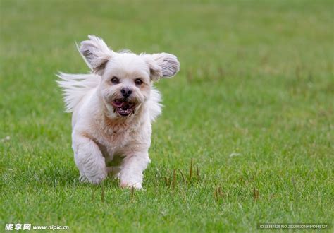 狗摄影图 家禽家畜 生物世界 摄影图库 昵图网