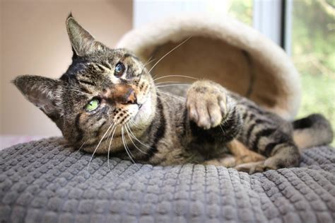 Lily The Cat Will Make A Sweet Addition To Your Home Trendradars