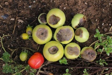토마토 키우기 토마토는 과일인가 채소인가 네이버 블로그