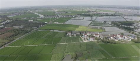 乡村特色产业金坛建昌香芋正当红 中国江苏网