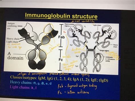Recognition Of Extracellular Pathogens Flashcards Quizlet