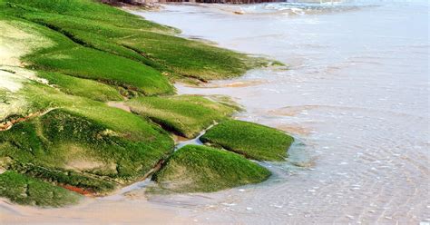 What Is Sea Moss And Why Is It Suddenly So Good For Us