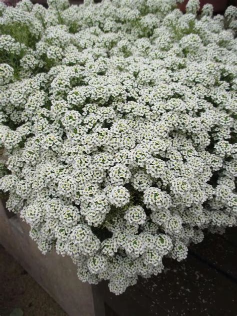 香雪球种子播种前需要浸泡吗 多久能发芽 花卉百科 绿宝园林网