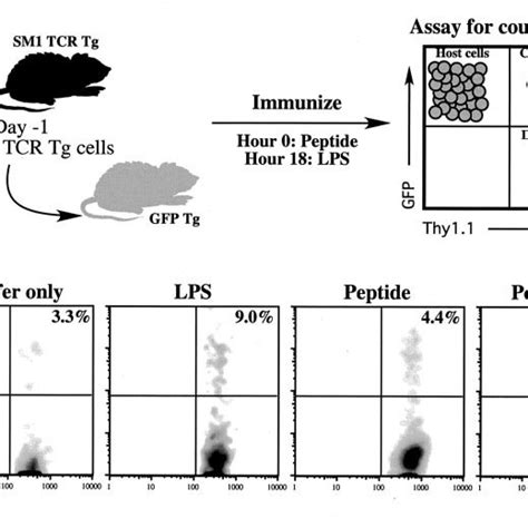 Lps Prolongs And Enhances T Cell Coupling To Innate Apcs A Diagram Of Download Scientific