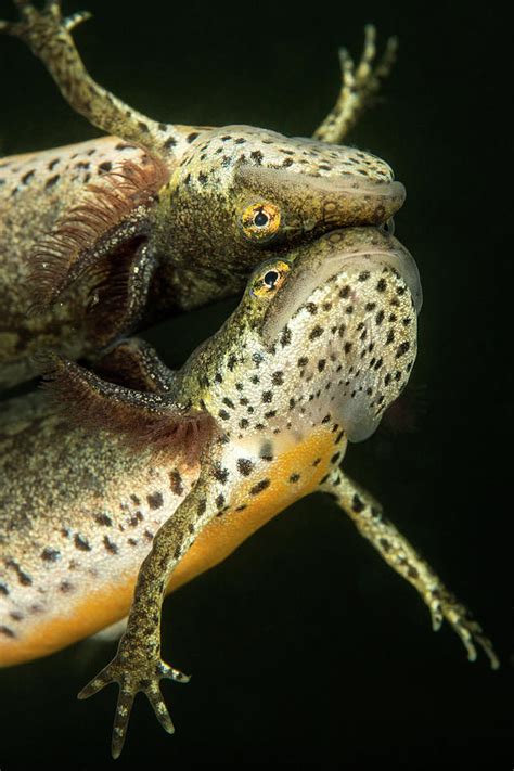 Wild Alpine Newt Juvenile Reflected On The Water Surface Photograph By Franco Banfi Naturepl