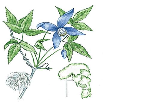 Сорта княжиков описание и фото на Supersadovnik.ru