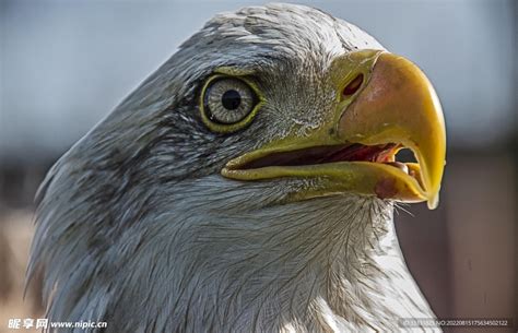 鹰 摄影图 鸟类 生物世界 摄影图库 昵图网