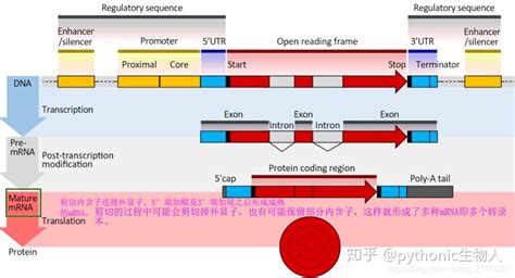 Omics精进 转录组之mRNA miRNA lncRNA circRNA测序简介 知乎