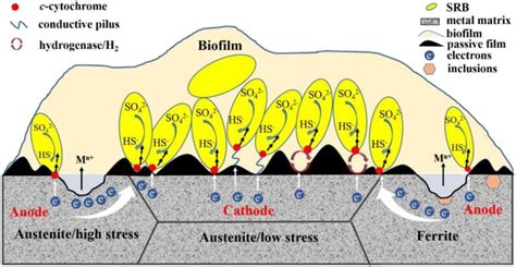 jefy jean anuja gladis on linkedin corrosion corrosioncontrol engineering technology