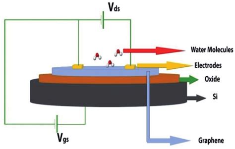 Schematic Of Graphene Field Effect Transistor Download Scientific Diagram