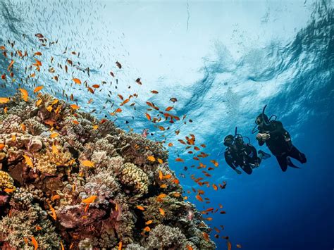Discover The Best Diving Places In The Red Sea