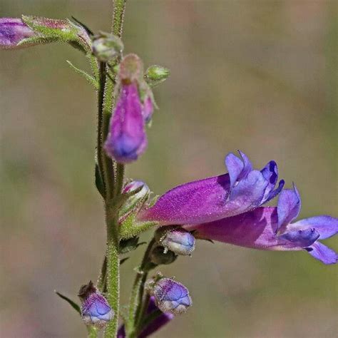 Rydbergs Penstemon Linum Grandiflorum Great Basin Seed
