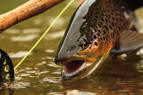 30 Pro Tips For Fly Fishing For Trout Priceless Guide Advice Into