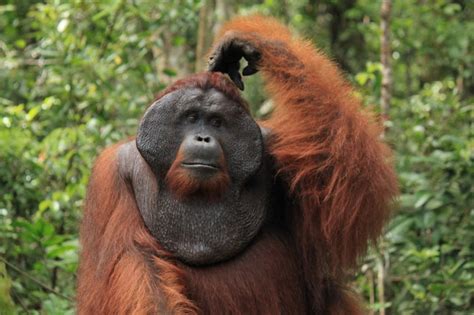 Why Do Male Orangutans Have Huge Throat Sacks Orangutan Foundation