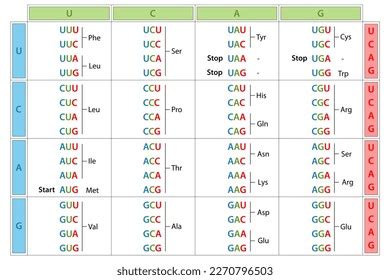 Genetic Code Chart Full Set Relationships Stock Vector Royalty Free 2272217697 Shutterstock