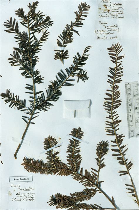 Taxus Brevifolia