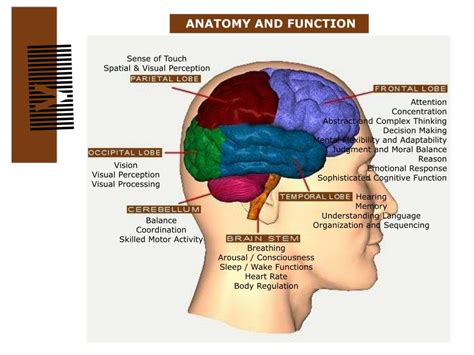 Ppt Sense Of Touch Spatial And Visual Perception Powerpoint