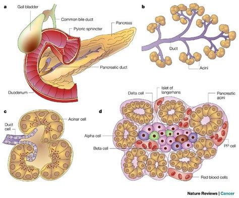 Diseases Informations Corner Symptoms Of Pancreatic Cancer