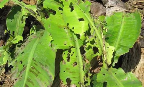 香蕉钻心虫如何防治 巧治庭院葡萄钻心虫 玉米钻心虫 大山谷图库
